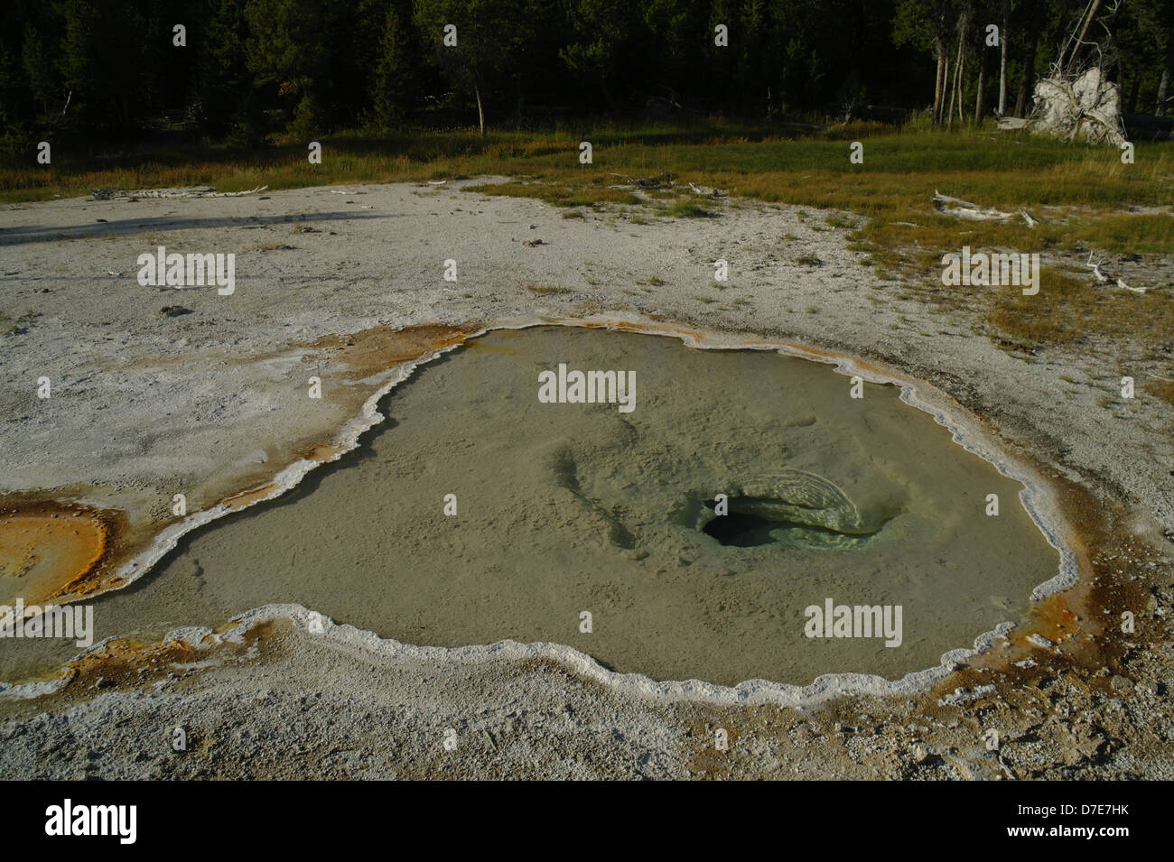 Boardwalk view, towards Lodgepole Pines, Pendant Spring surrounded by ...