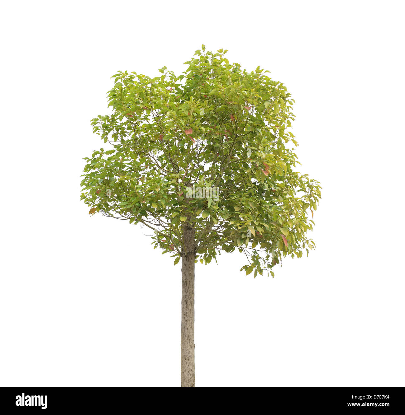 Green trees isolated on white Stock Photo - Alamy
