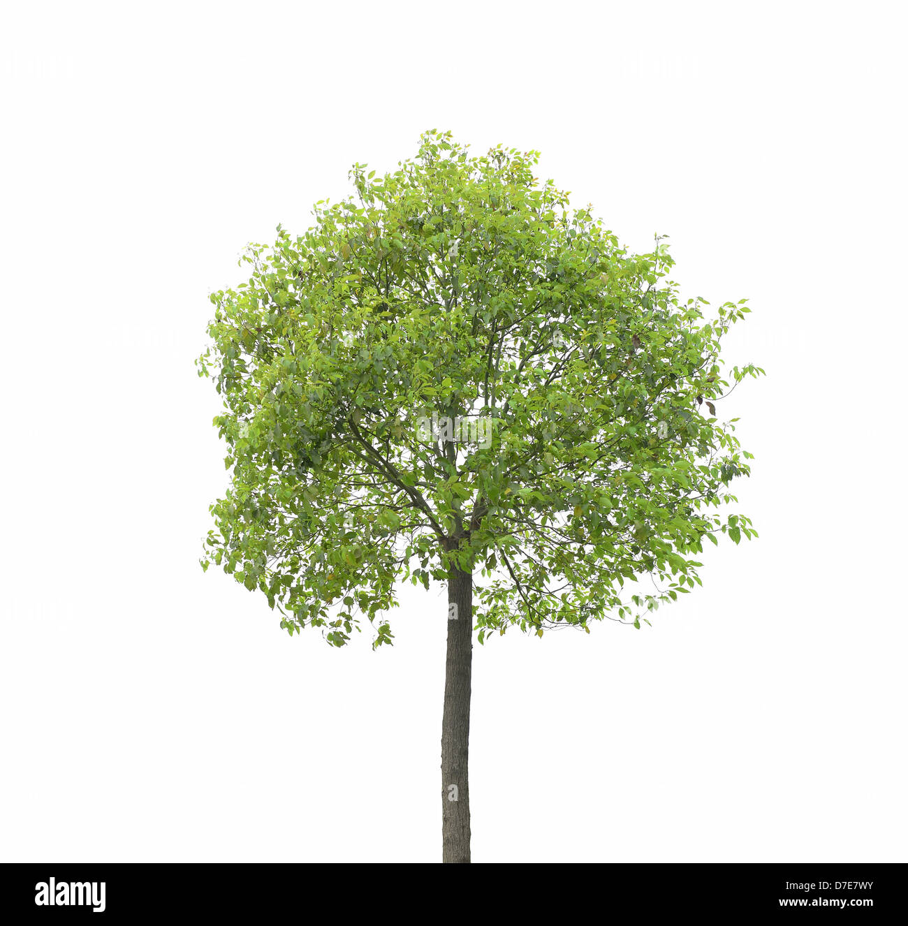 tree isolated on white background Stock Photo - Alamy