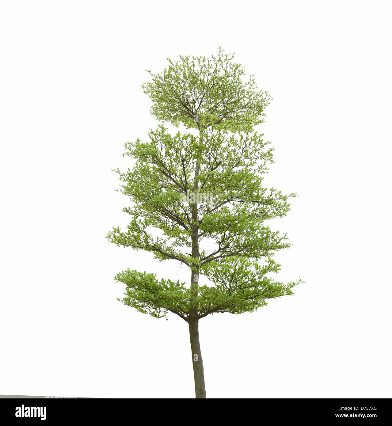 tree isolated on white background Stock Photo - Alamy
