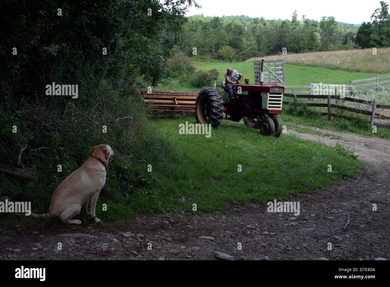 Farmers Dog waiting for his master after a long day of farming in ...