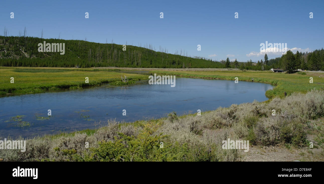 Blue sky view of green floodplain valley Madison River, with two elks ...