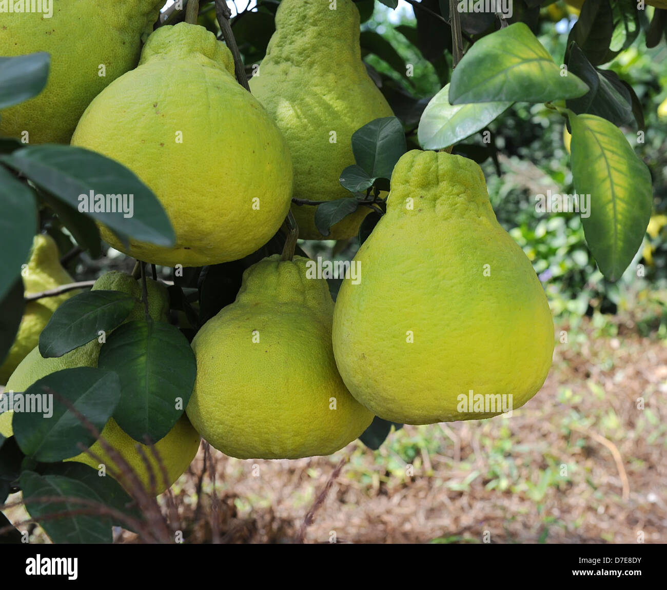 Shaddock hi-res stock photography and images - Alamy