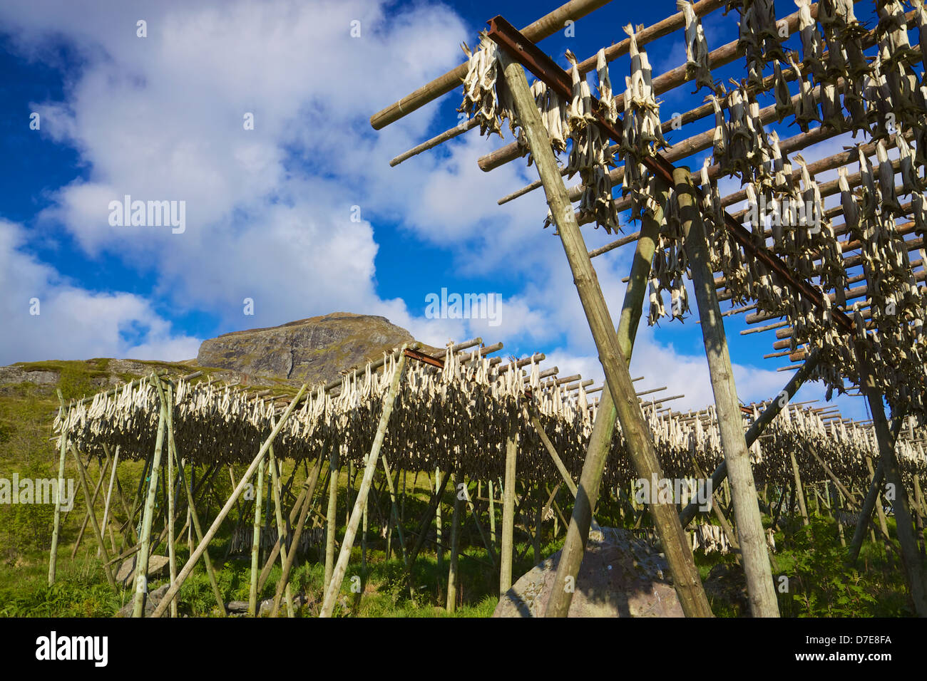 Traditional way of drying stock fish on Lofoten islands in Norway Stock ...