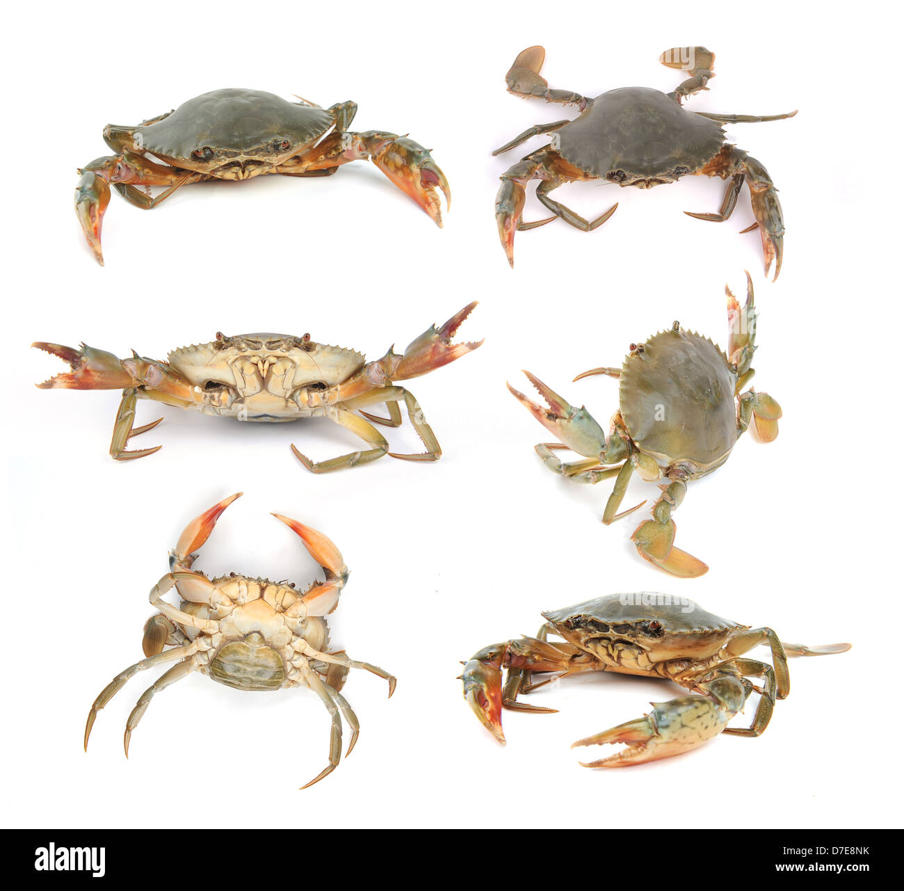 Fresh Raw Crab Stock Photo - Alamy