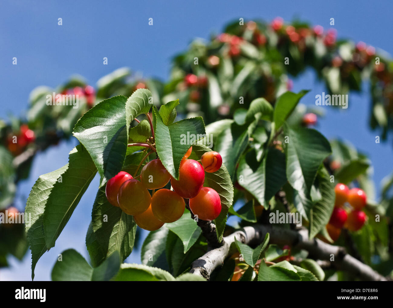 Cherries on Tree Stock Photo - Alamy