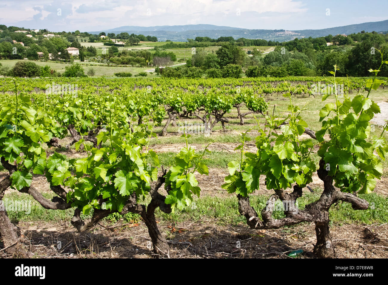 Grapes in provence hi-res stock photography and images - Alamy