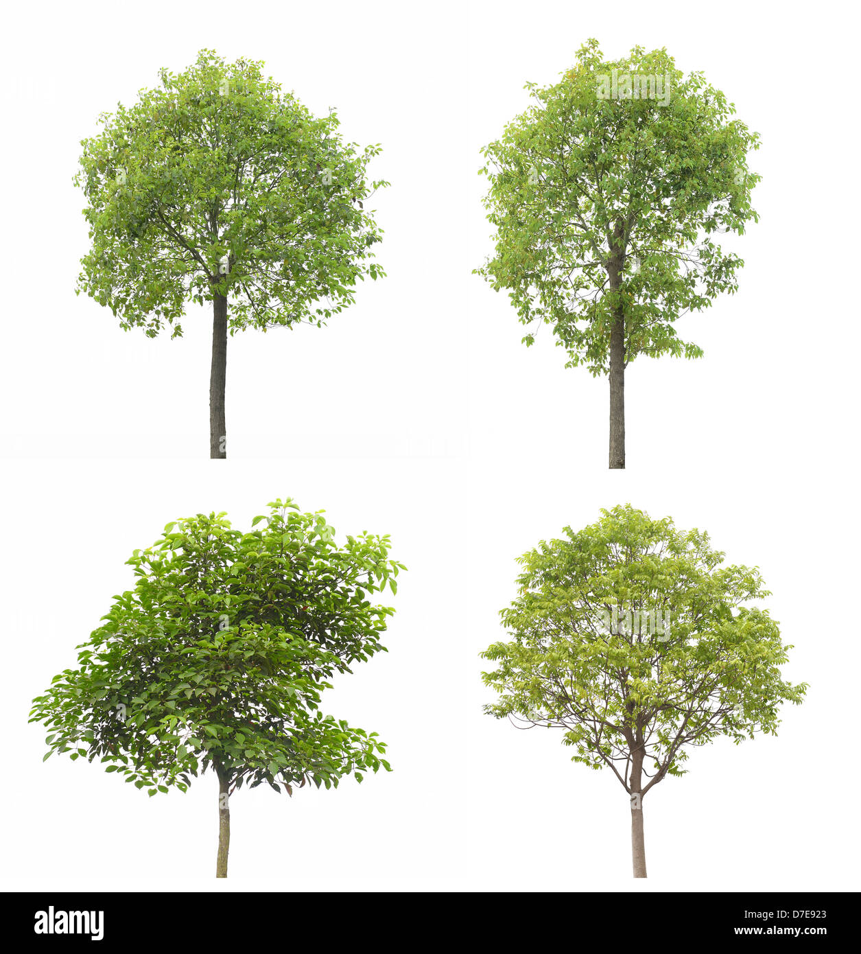 Green trees isolated on white Stock Photo - Alamy