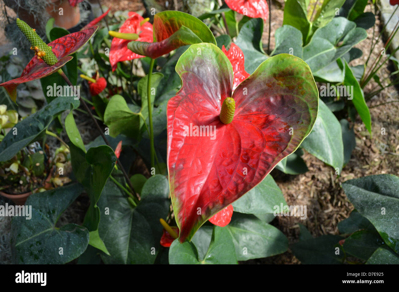 Red leaf shape hi-res stock photography and images - Alamy