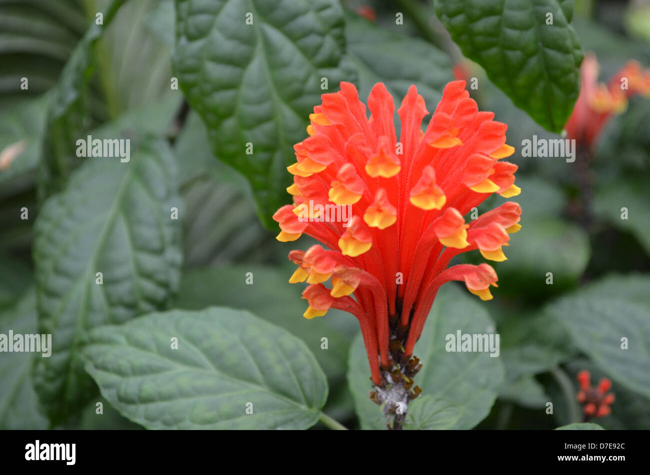 Red leaf yellow flower hi-res stock photography and images - Alamy