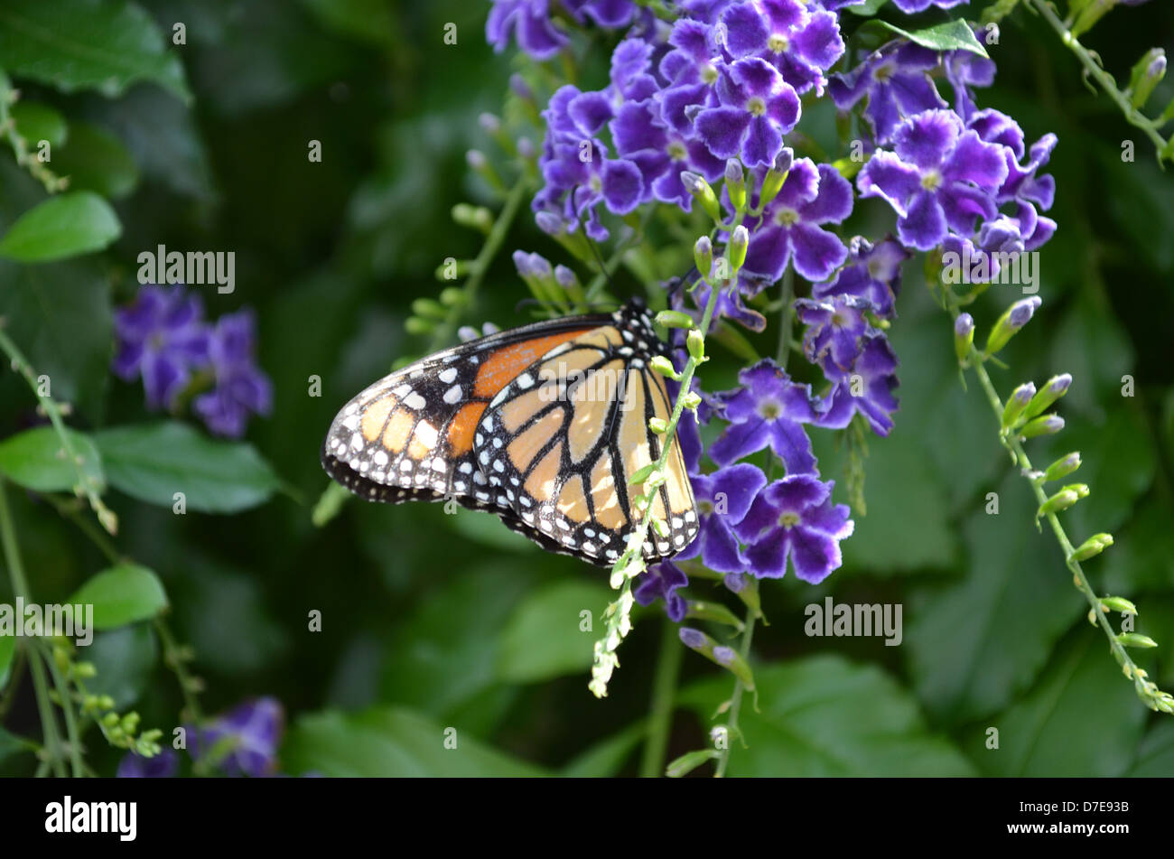 Monarch butterfly on violet flowers Stock Photo - Alamy