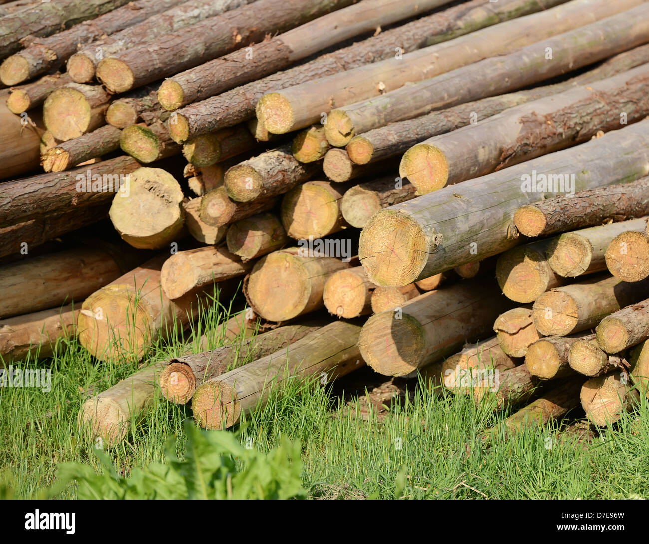 Pile of wood Stock Photo - Alamy