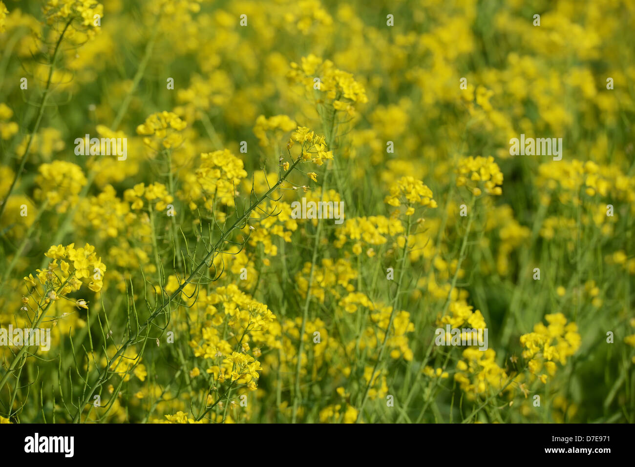 Oilseed hi-res stock photography and images - Alamy