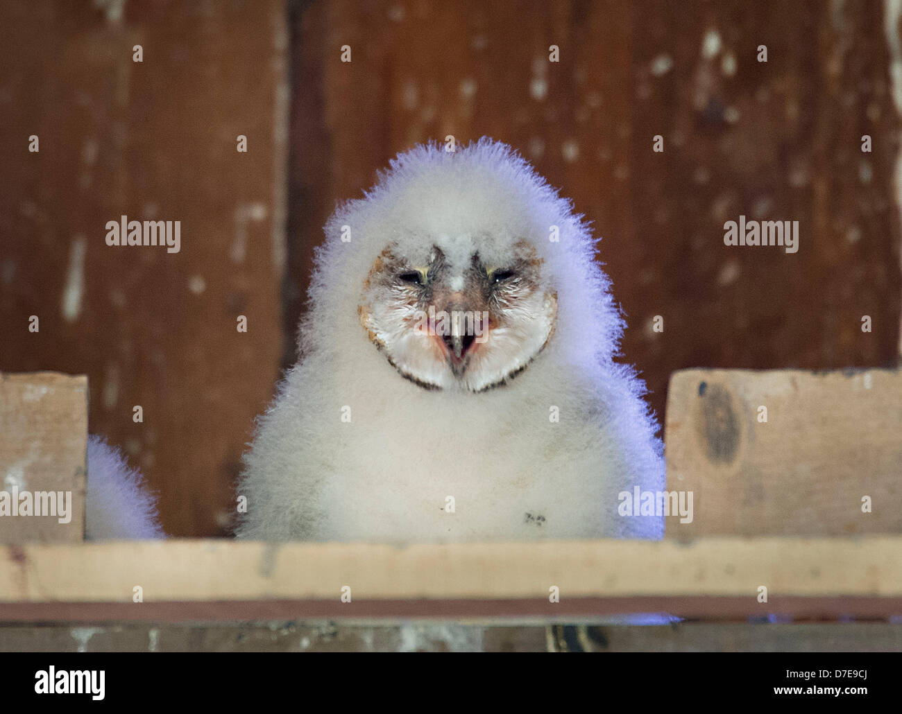 Roseburg, Oregon, USA. 5th May 2013. A barn owl owlet sit in its nest ...