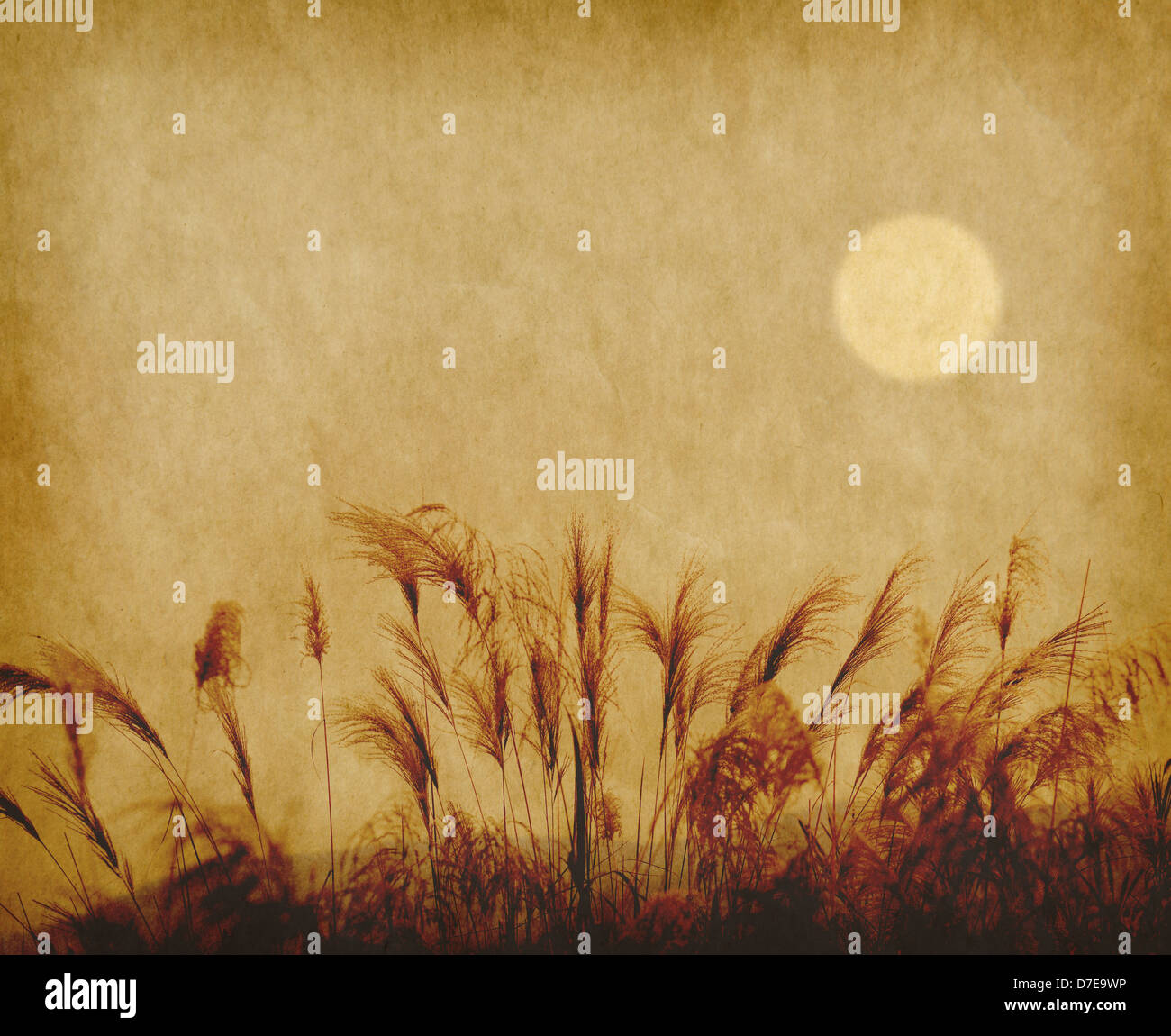 Swamp reed hi-res stock photography and images - Alamy