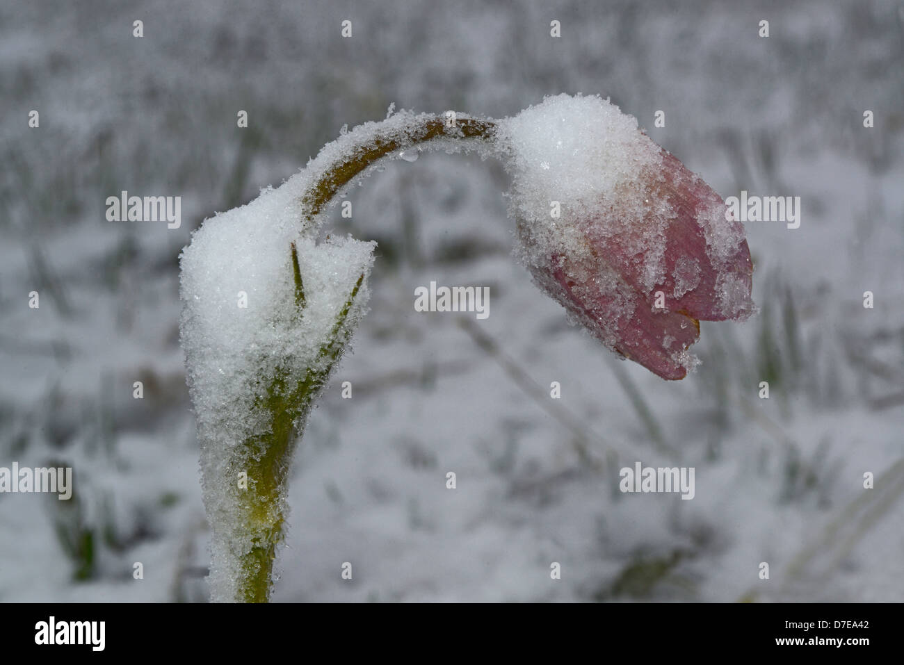 Pasque flower covered by snow. Altai krai Russia Siberia Stock Photo ...