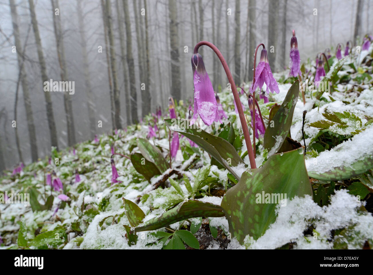 Aspen tree flower hi-res stock photography and images - Alamy
