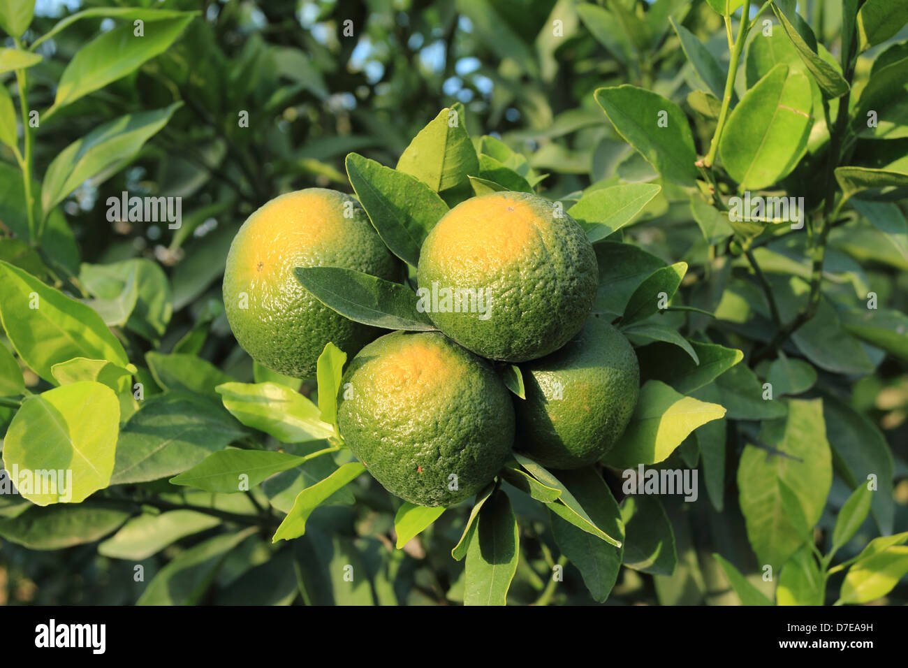 Orange tree plantation spain hi-res stock photography and images - Alamy