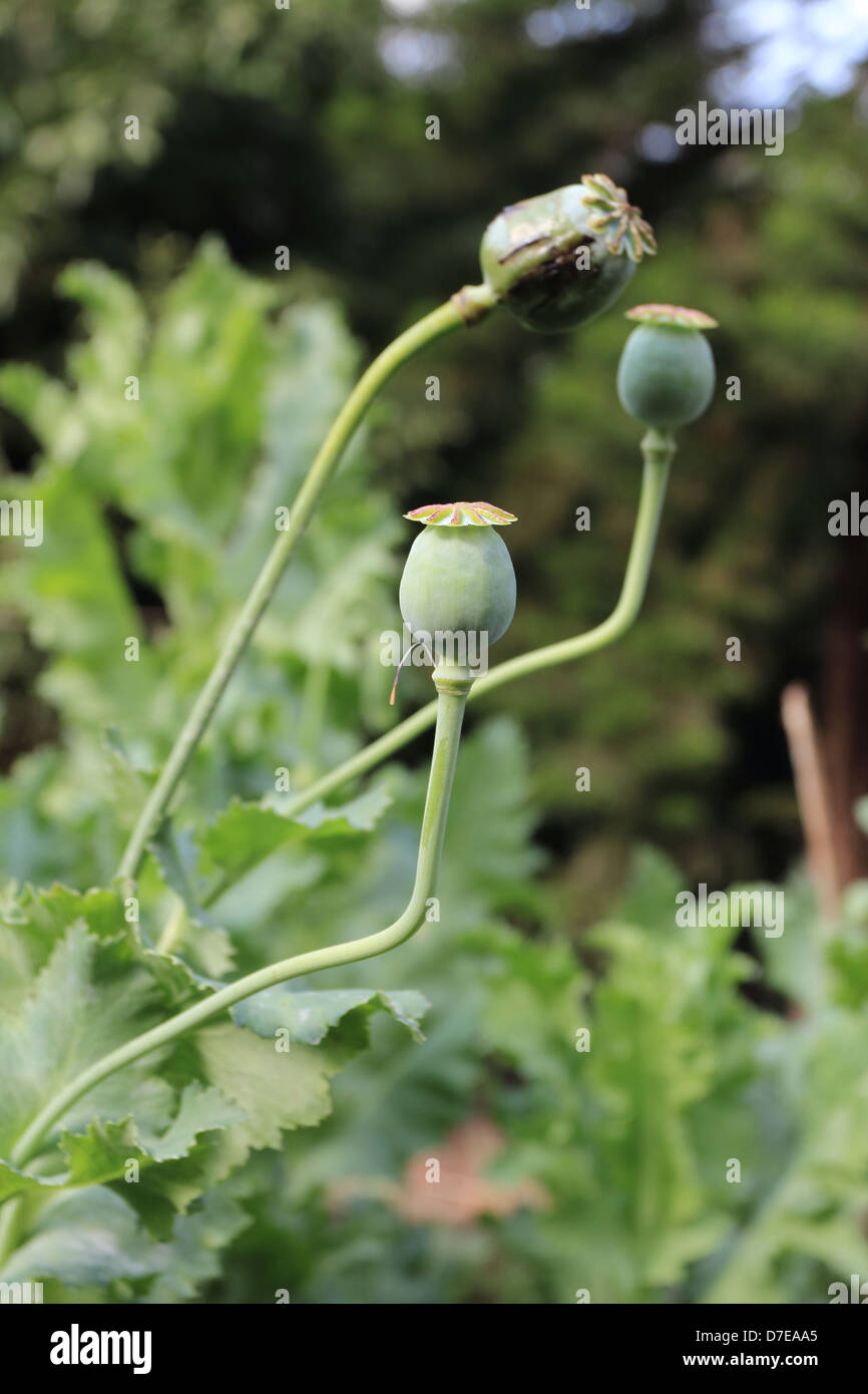 Opium poppy flower Stock Photo - Alamy