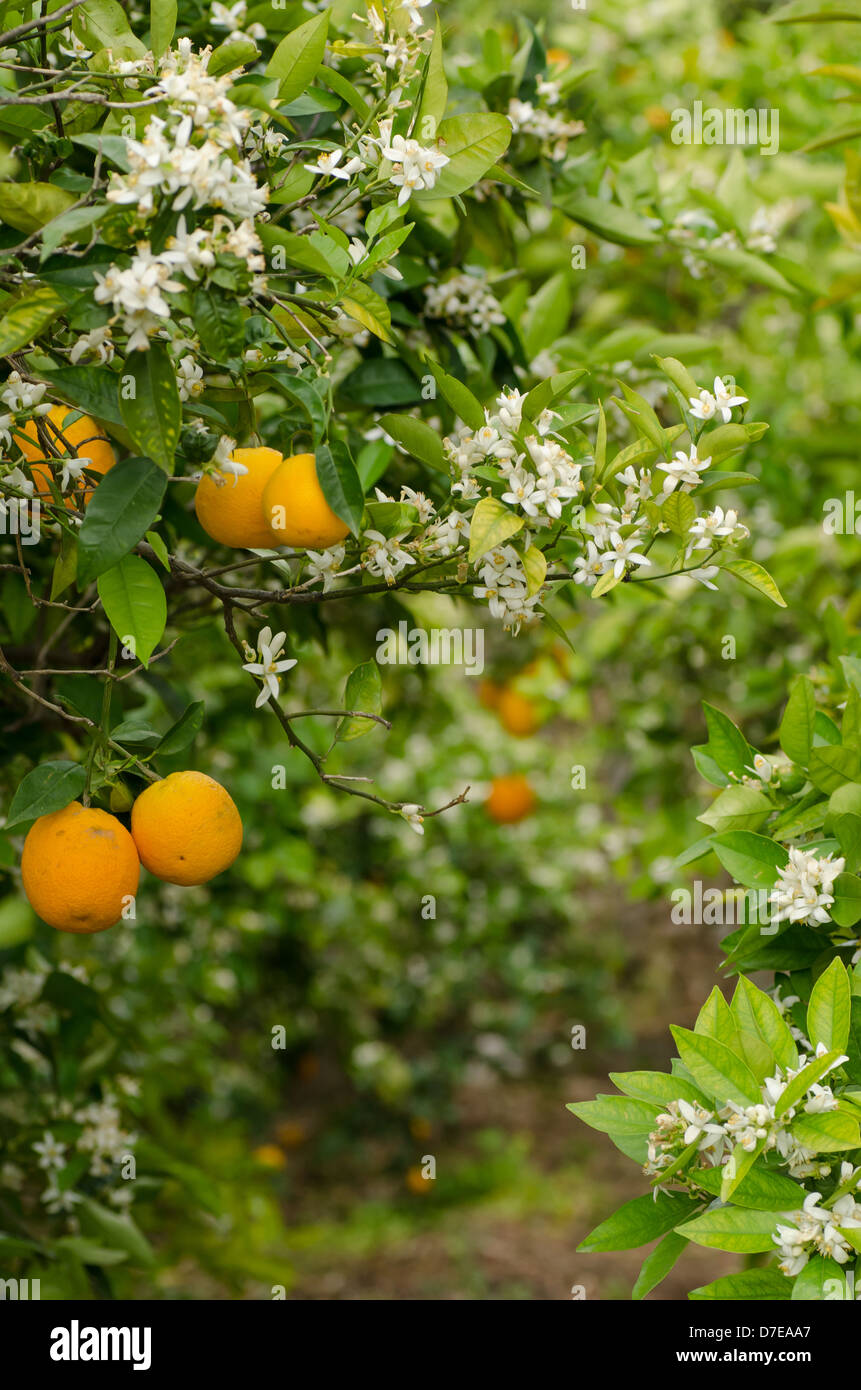 Azahar blossom, the aromatic springtime in orange tree orchards Stock ...
