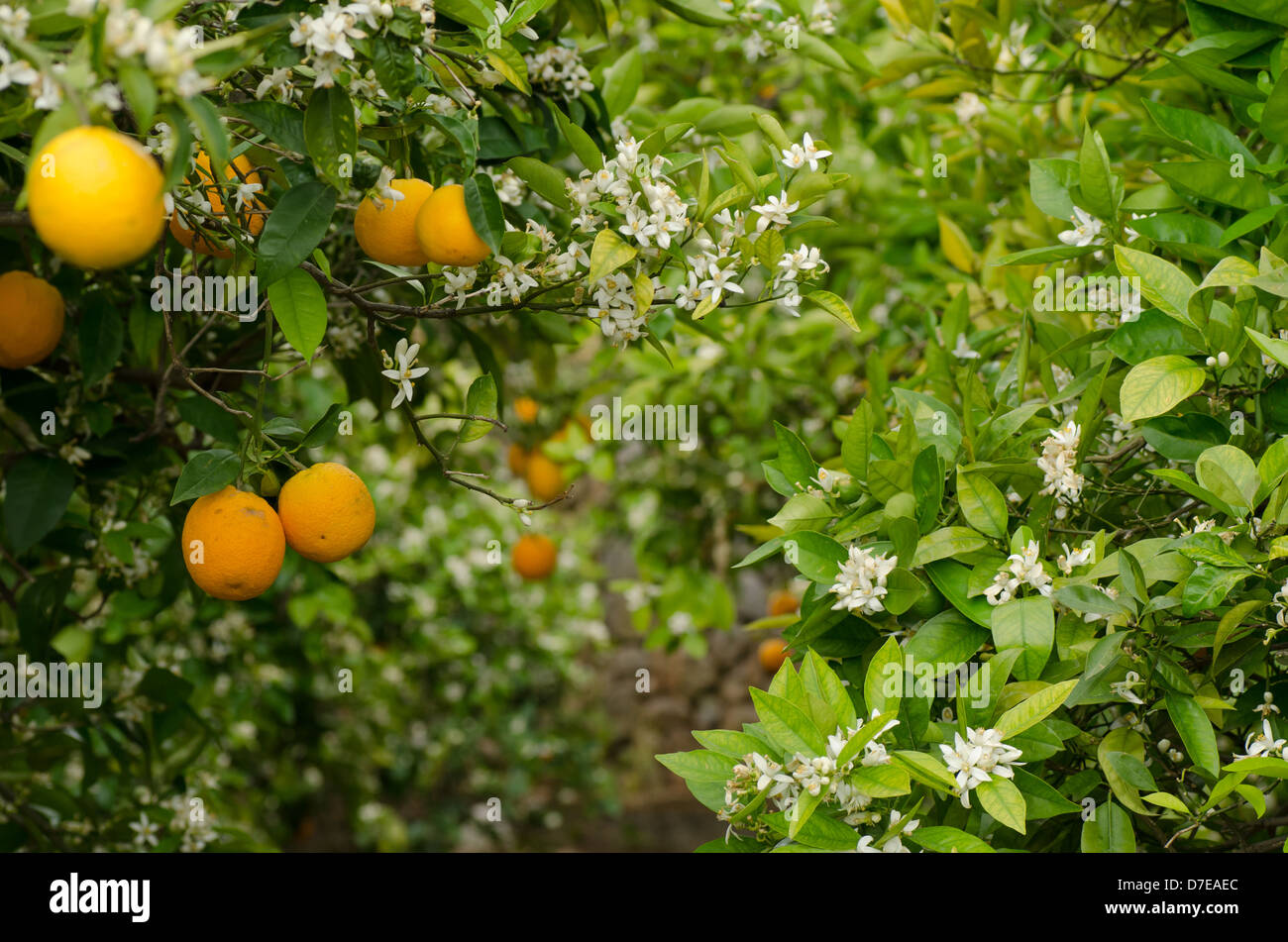 Orange trees in flower with ripe fruit left on the branches Stock Photo ...