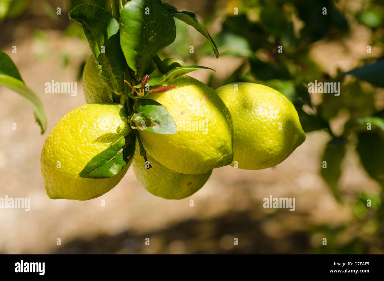 Ripe lemons ready to be harvested Stock Photo - Alamy