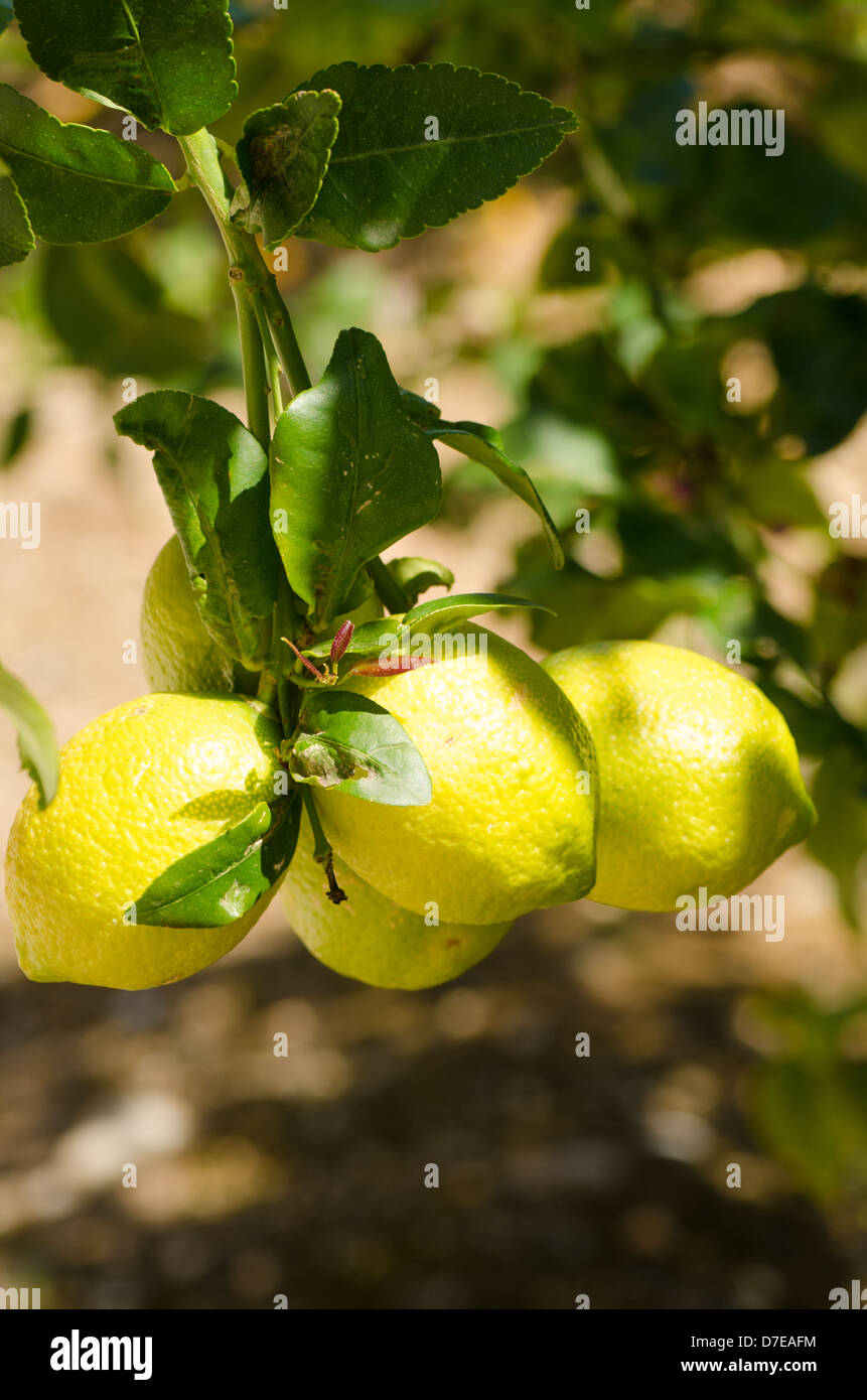 Lemon tree branch loaded with ripe fruit Stock Photo - Alamy
