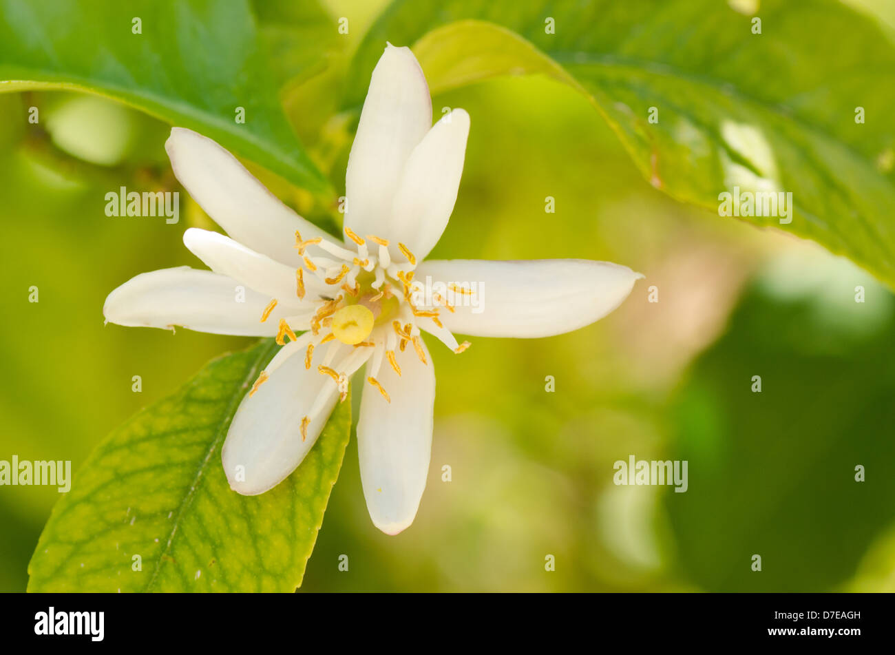Azahar flower hi-res stock photography and images - Alamy