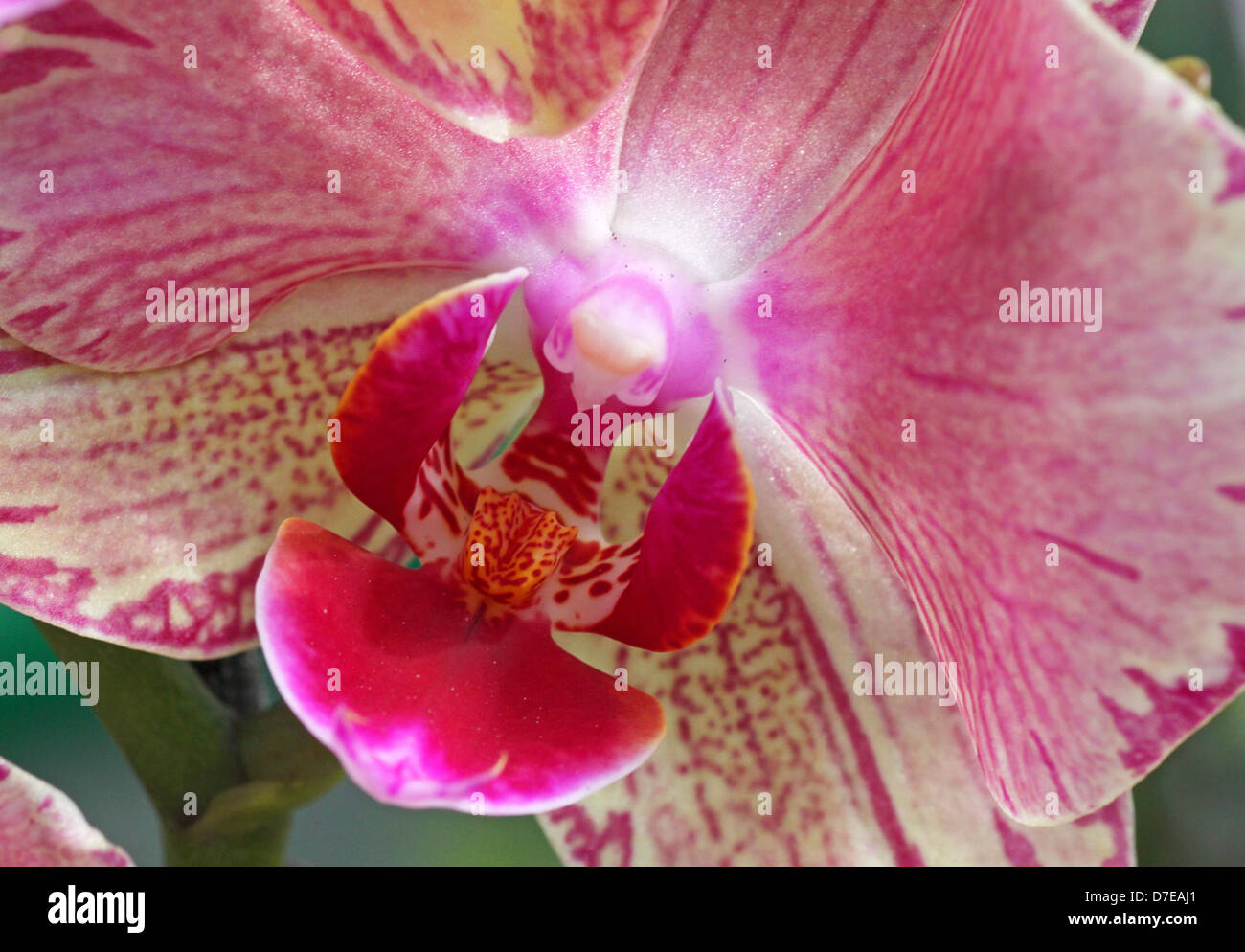 close up photo of orchid Stock Photo - Alamy