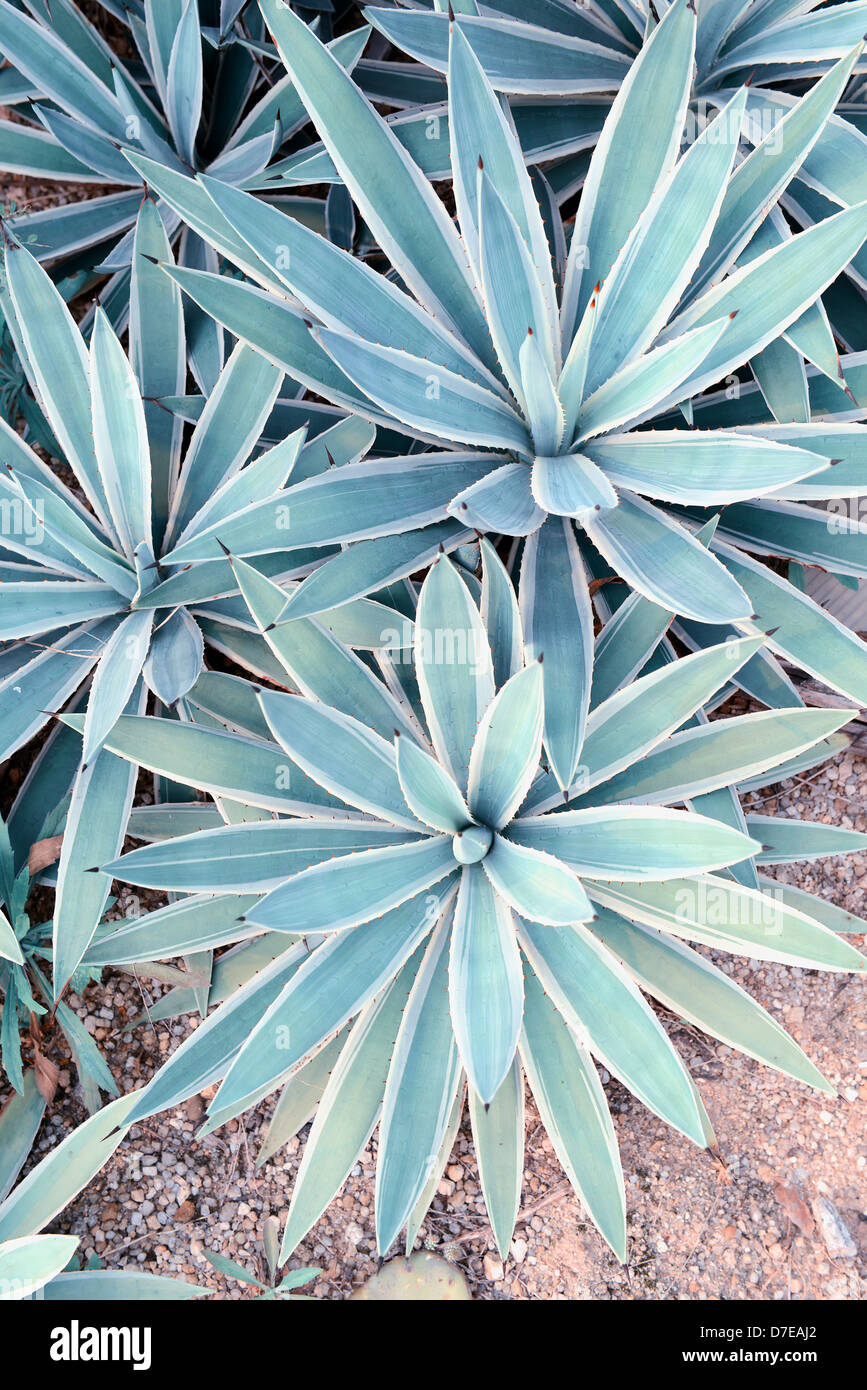 Sharp pointed agave plant leaves Stock Photo - Alamy