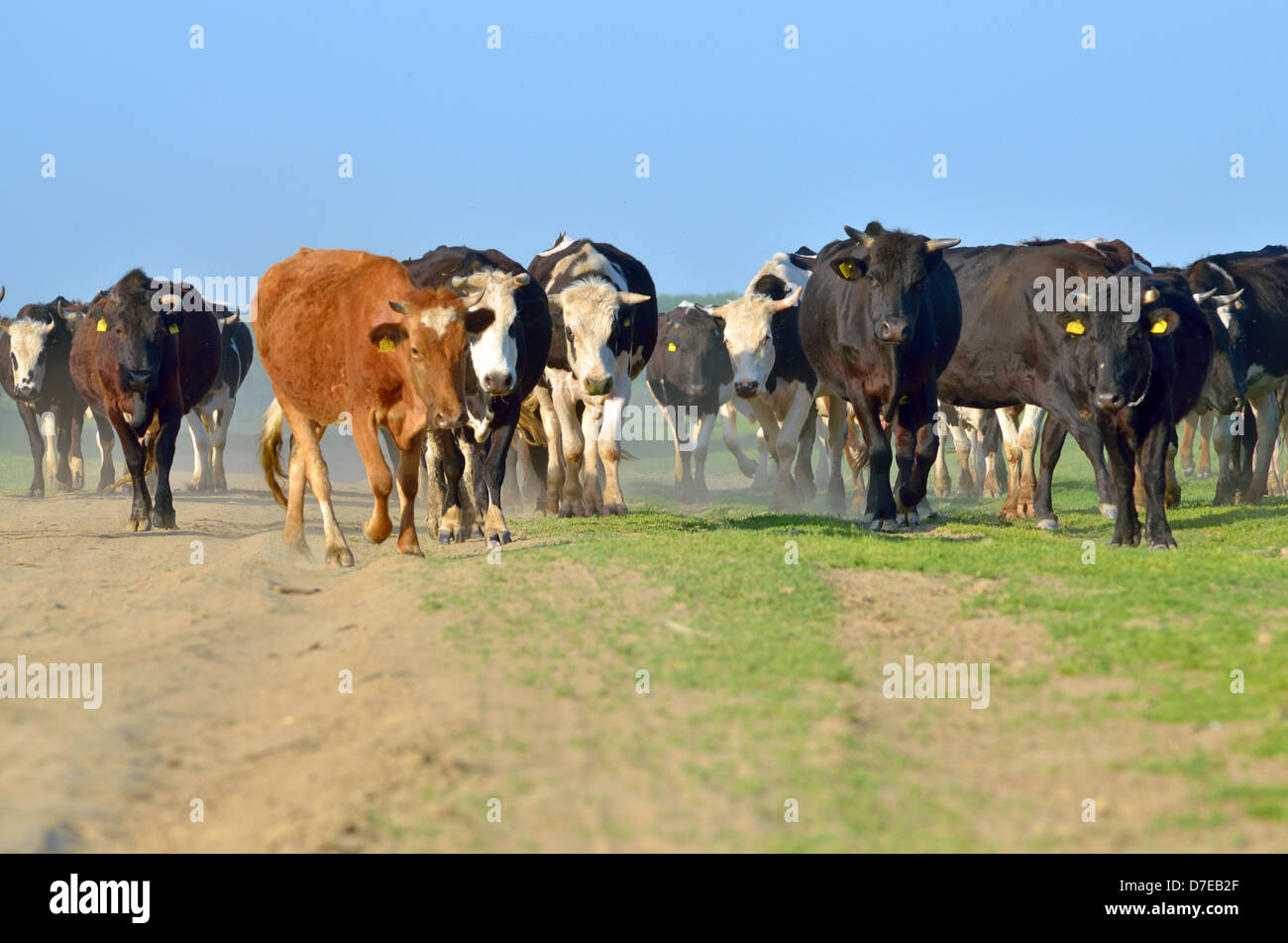 cattle of young cows in spring time Stock Photo - Alamy
