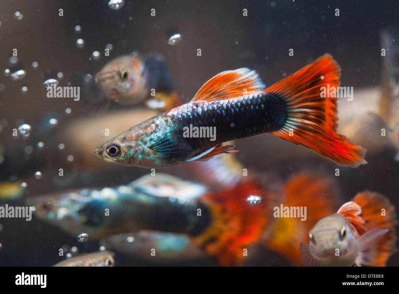 Guppy fish hi-res stock photography and images - Alamy