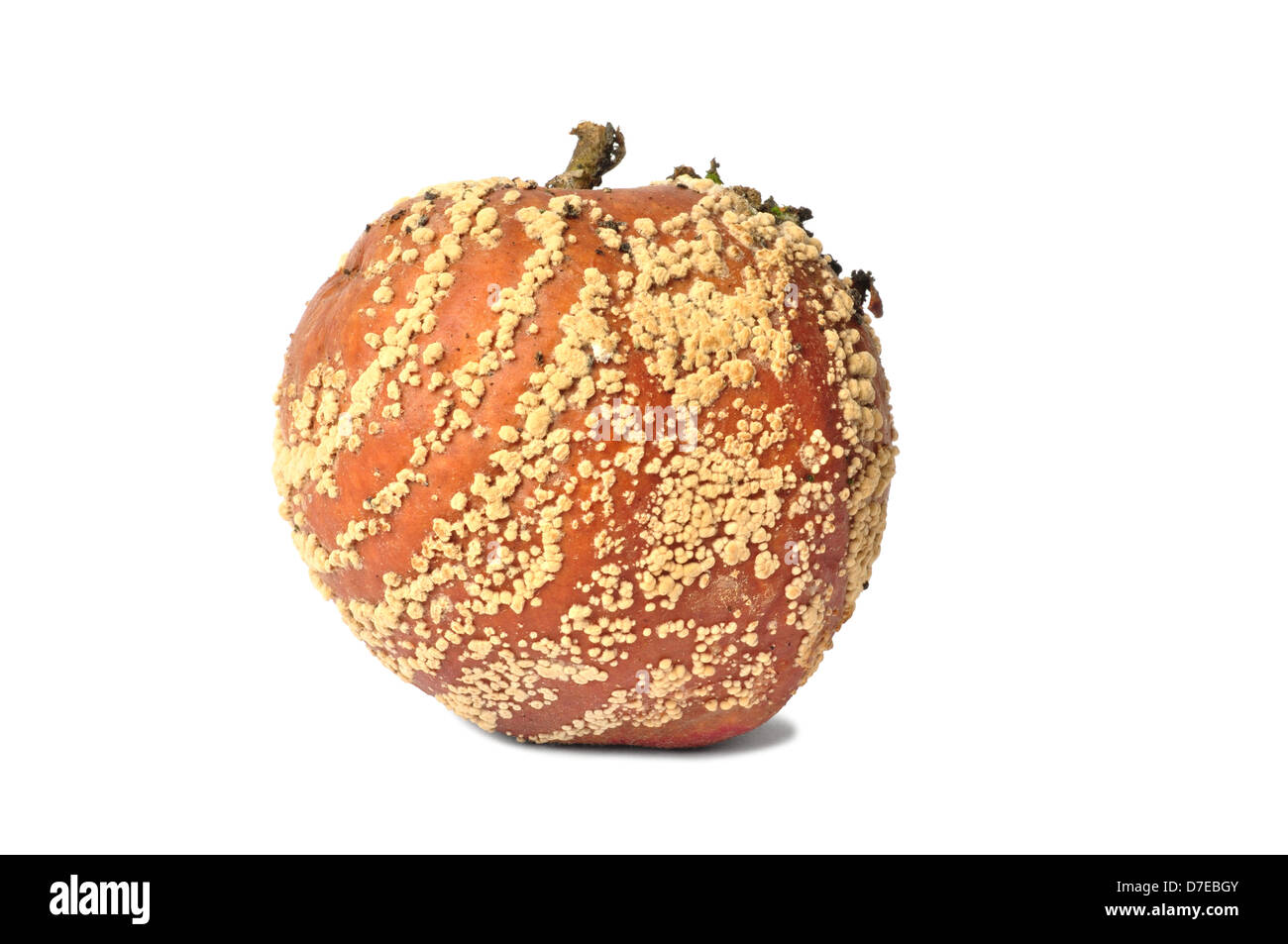 Rotten apple hi-res stock photography and images - Alamy