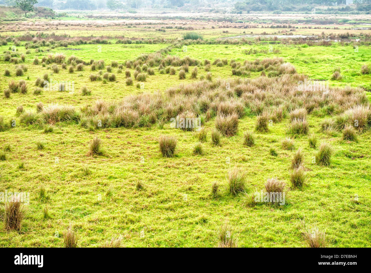 field of grass Stock Photo - Alamy