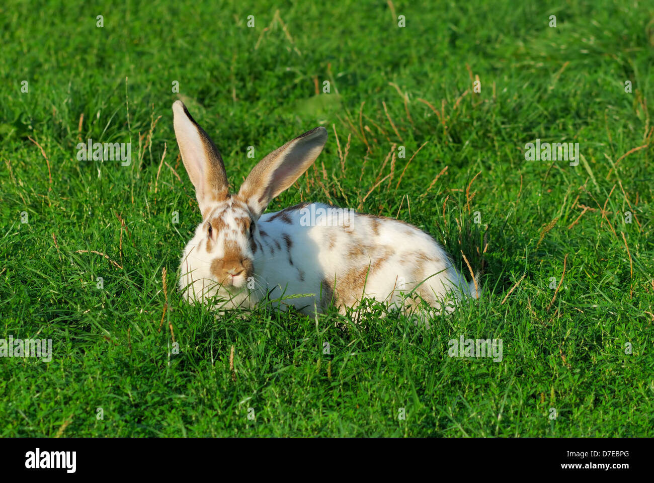 Rabbit on the Grass Stock Photo - Alamy