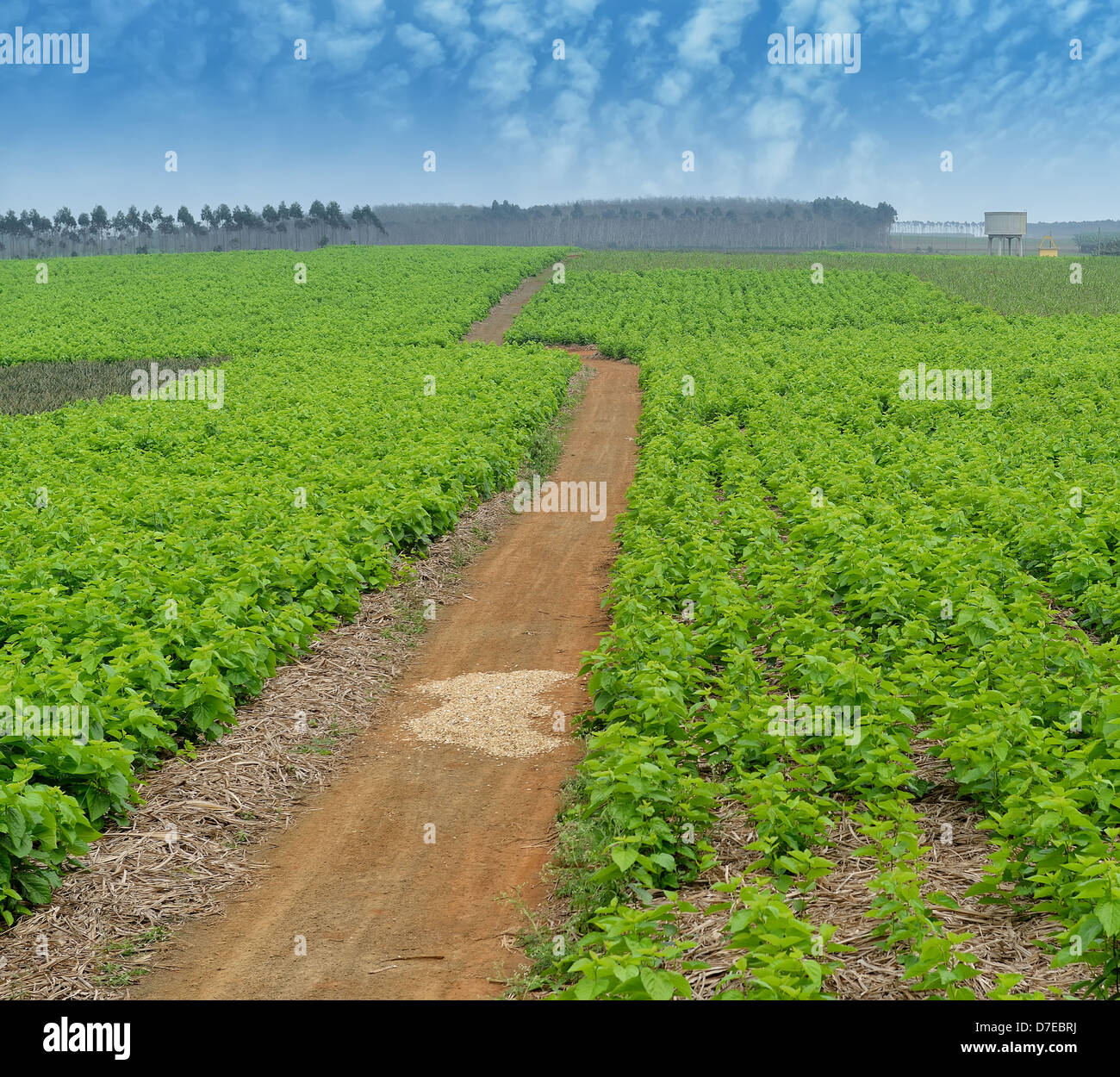 Silkworm mulberry hi-res stock photography and images - Alamy