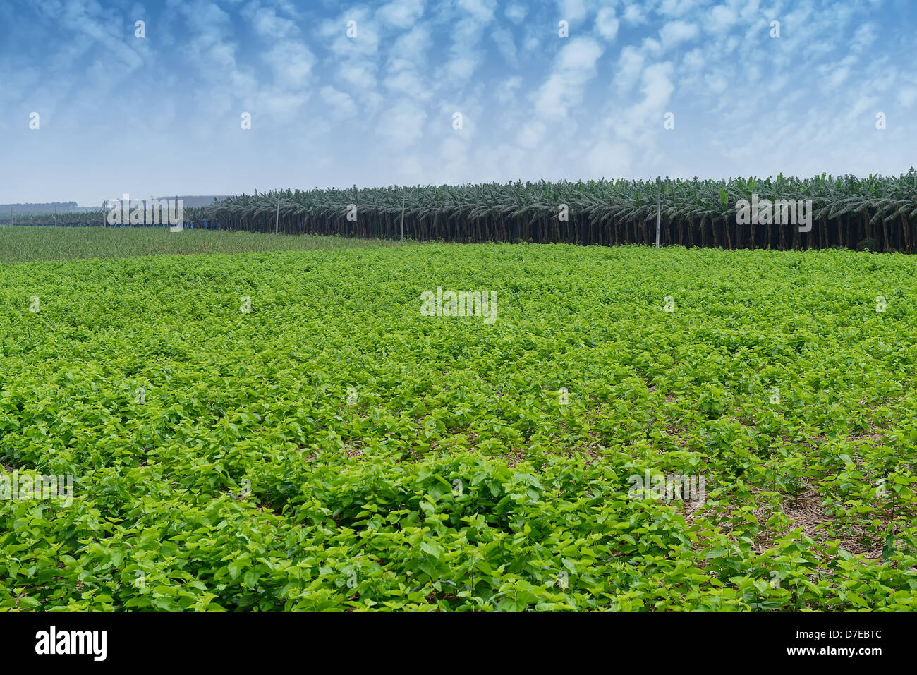 Silkworm of the mulberry tree hi-res stock photography and images - Alamy