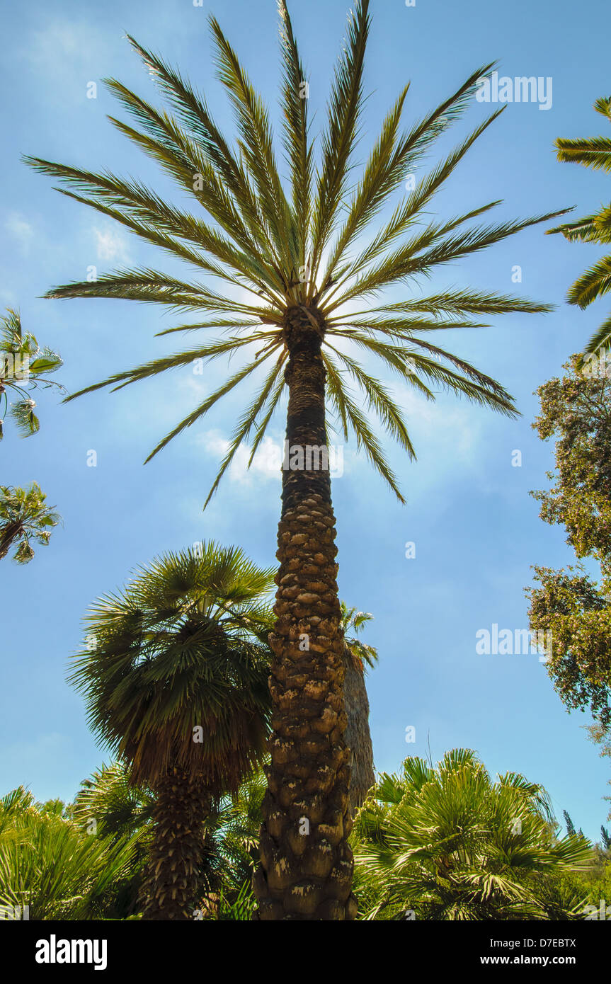 Palm tree, shot from the ground, with the sun right behind its head ...