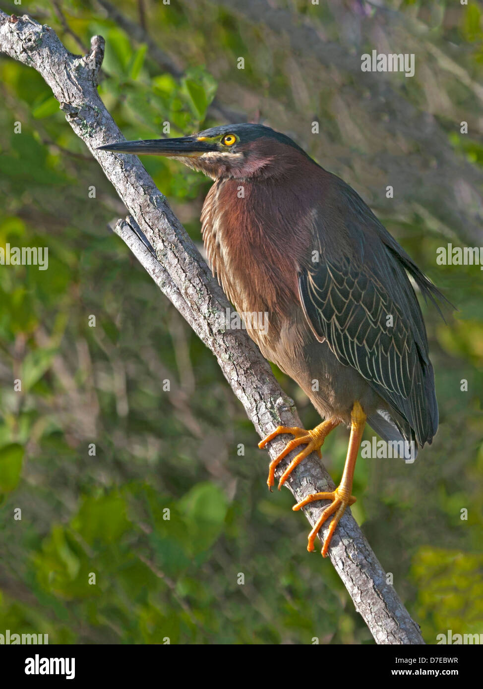 Green heron hi-res stock photography and images - Alamy