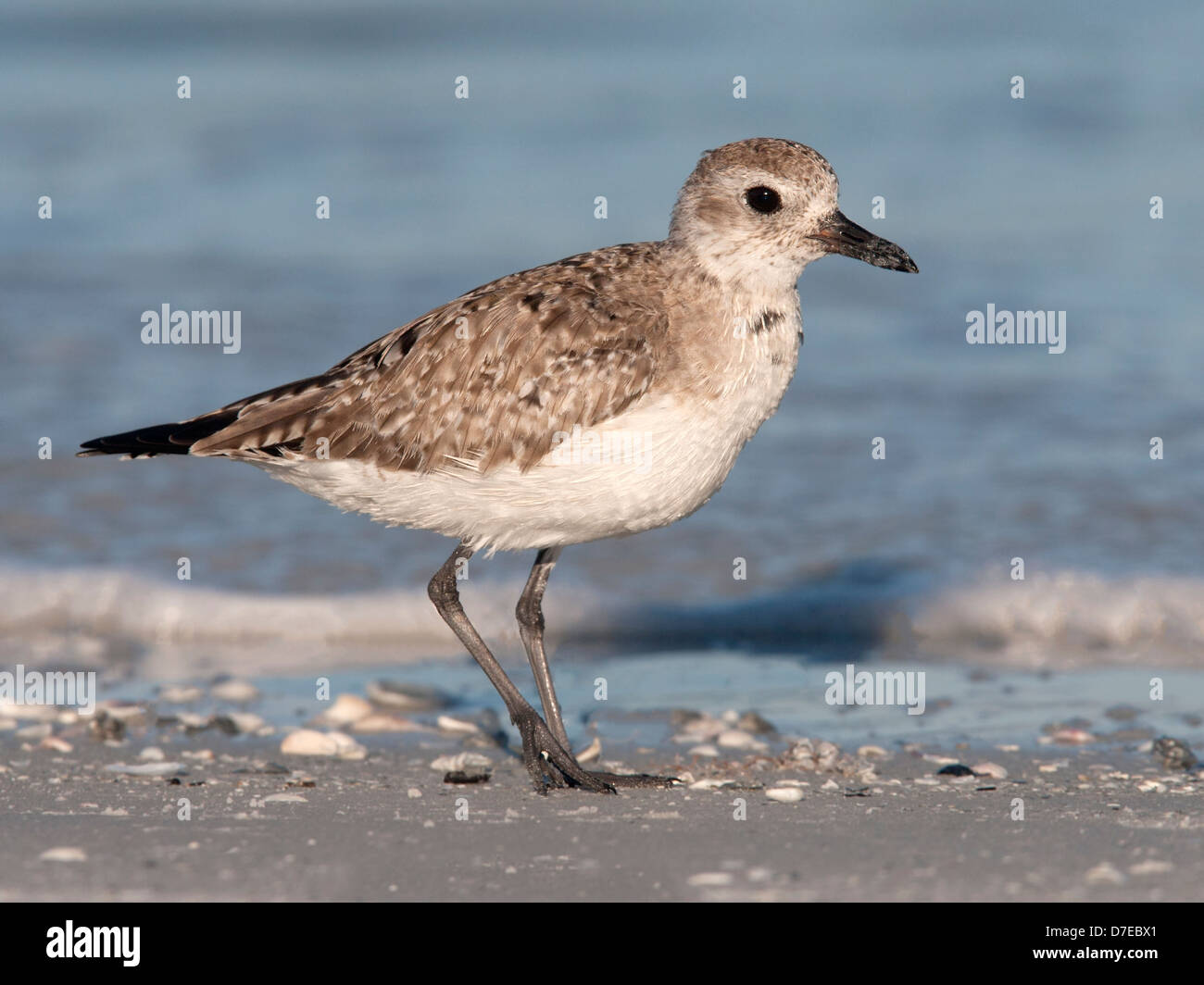 The grey plover hi-res stock photography and images - Alamy