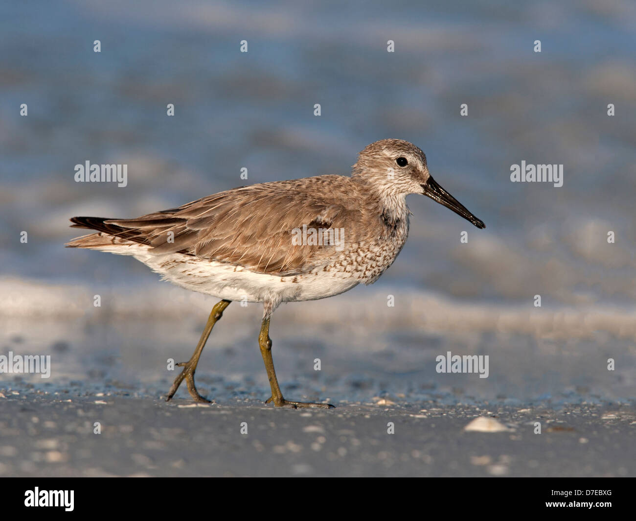 Red knot in winter plumage on beach Stock Photo - Alamy