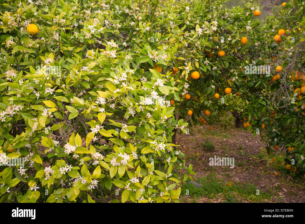 Orange orchard, trees in flower together with some ripe fruit left ...