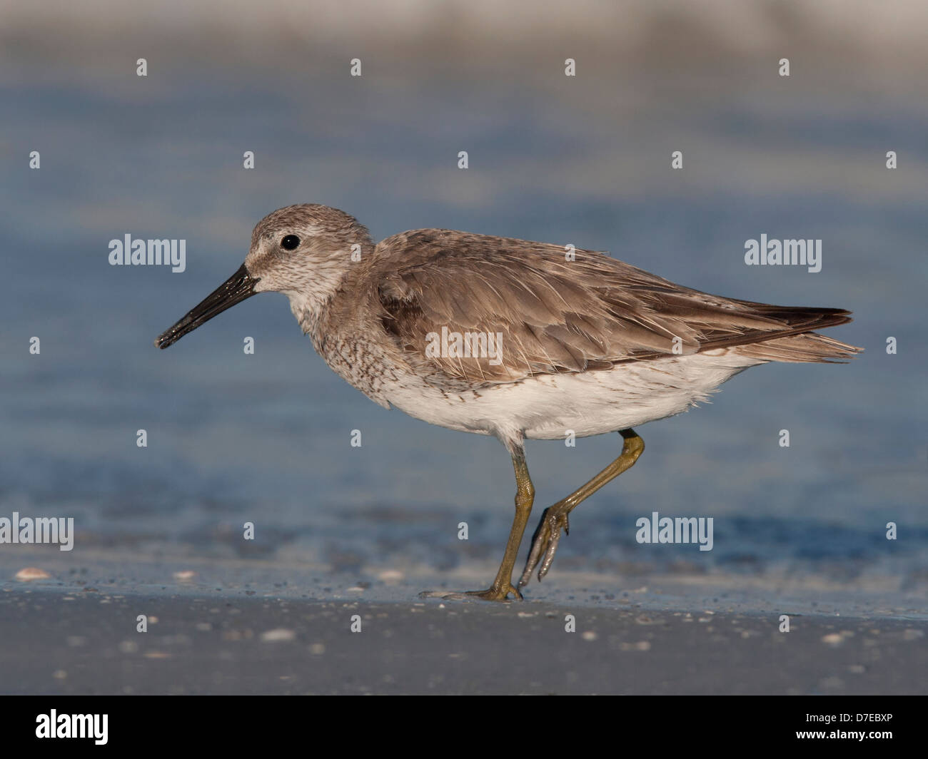 Red knot hi-res stock photography and images - Alamy