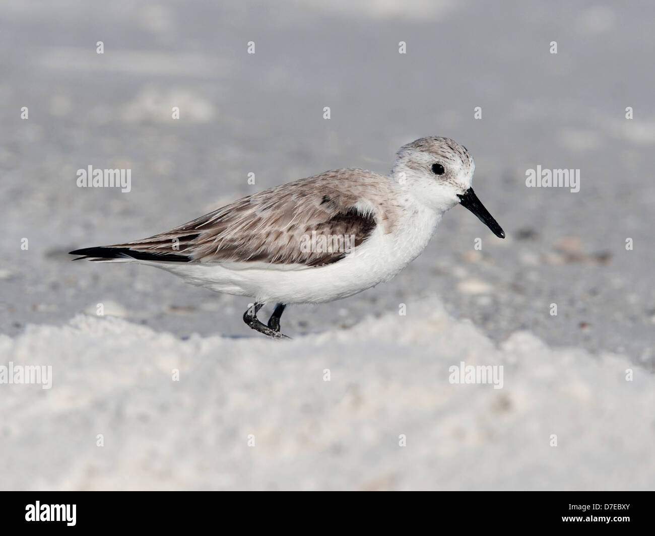 Sanderling on beach Stock Photo - Alamy