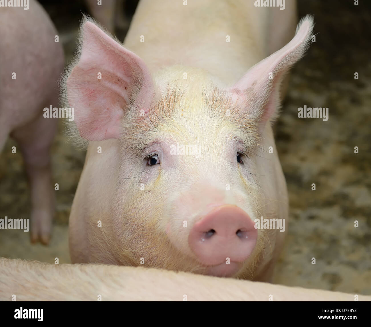 British Lop Pig High Resolution Stock Photography and Images - Alamy