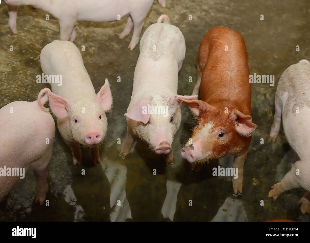 piglets at farm Stock Photo - Alamy