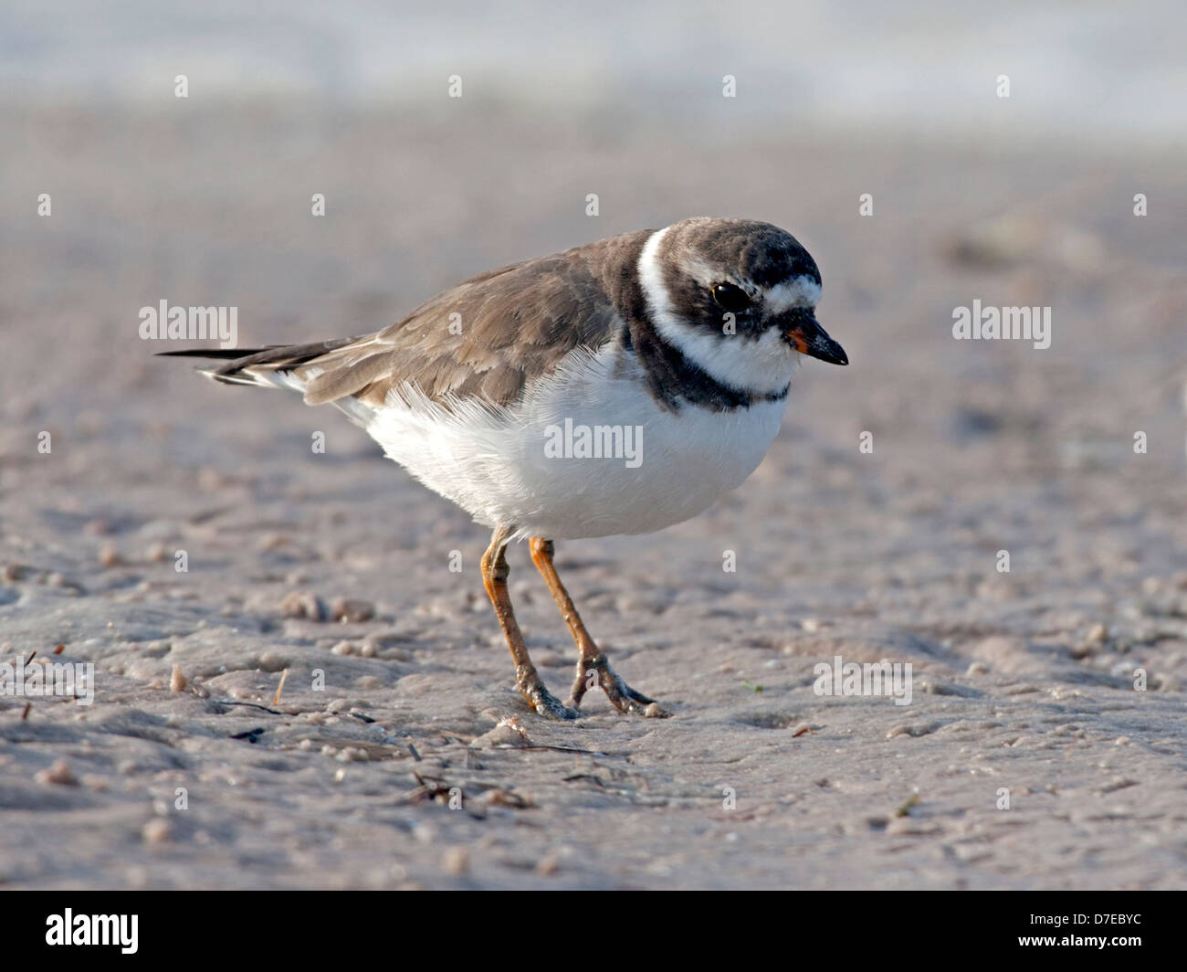 Semipalmated plover on beach Stock Photo - Alamy