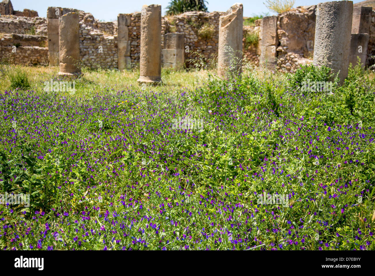 Roman ruins bulla regia near hi-res stock photography and images - Alamy