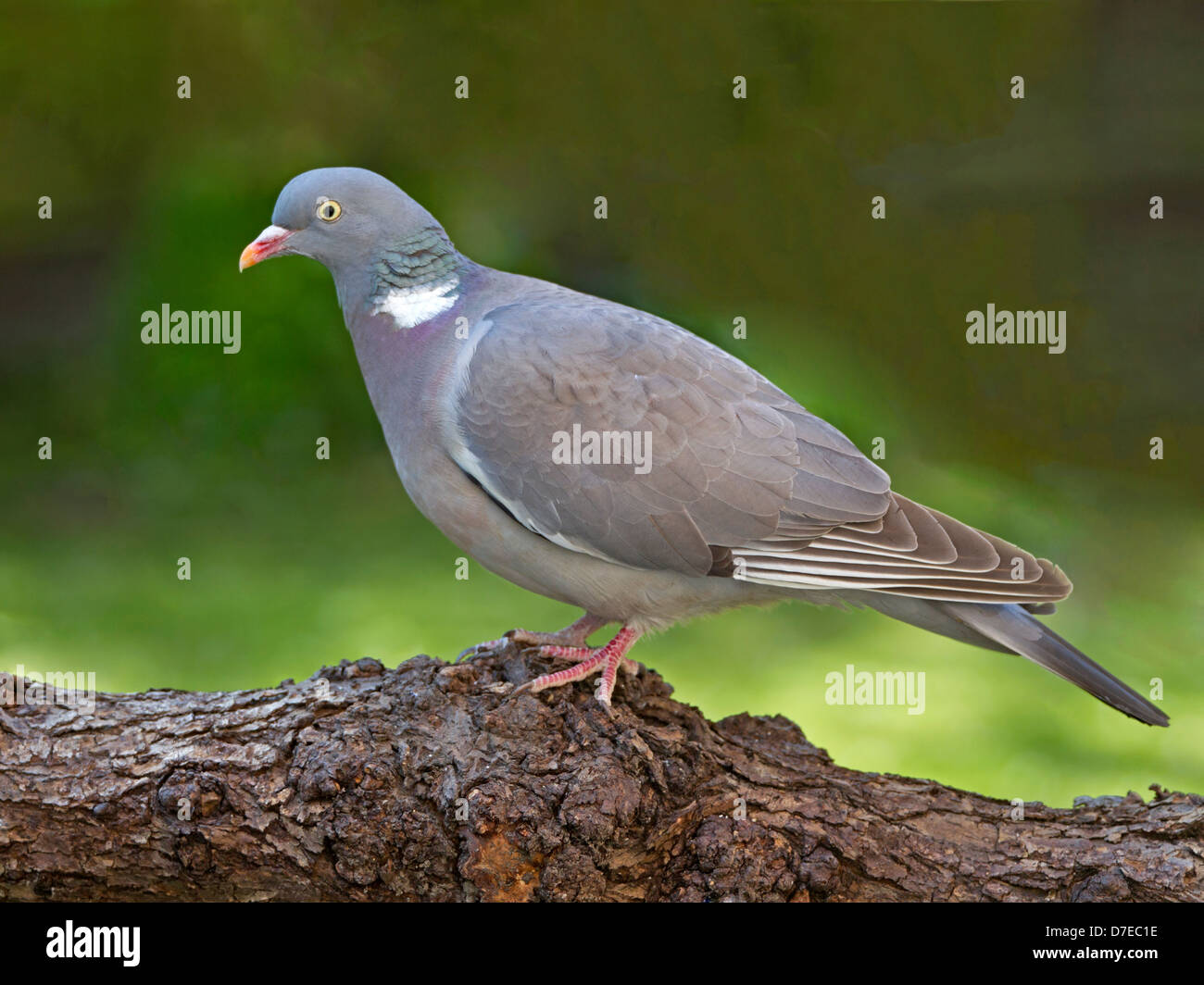 Common wood pigeon on branch hi-res stock photography and images - Alamy
