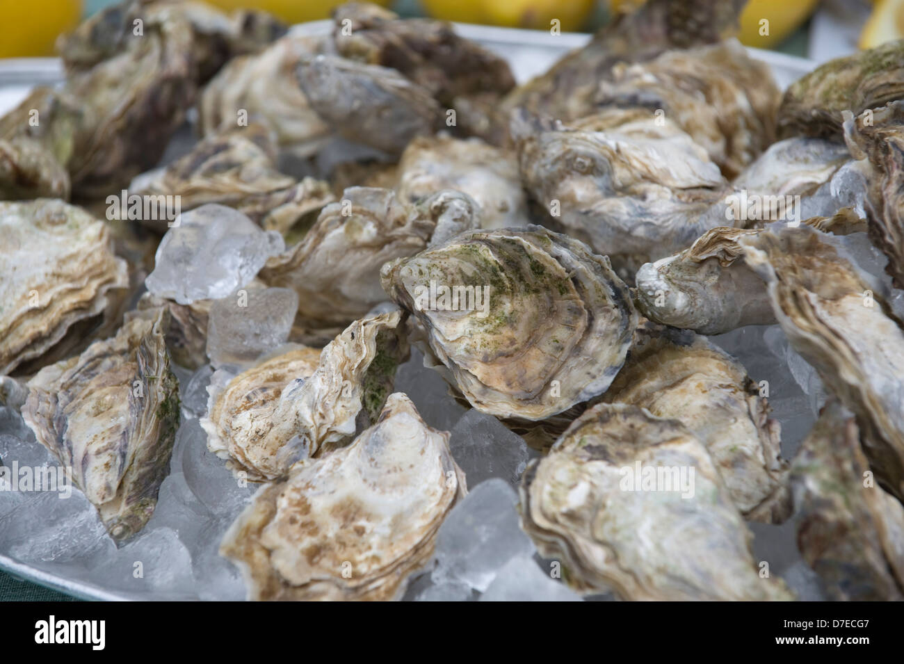 Devon oysters hi-res stock photography and images - Alamy